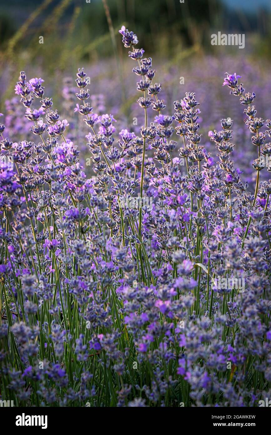 Lavender close-up in the summer, sunset view background Stock Photo - Alamy