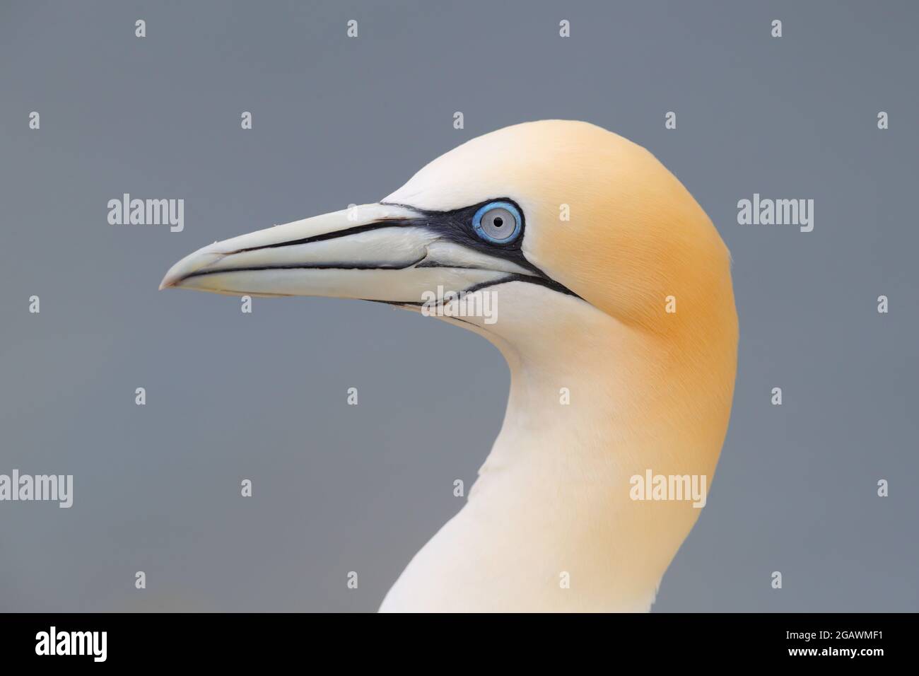 Adult gannet hi-res stock photography and images - Alamy