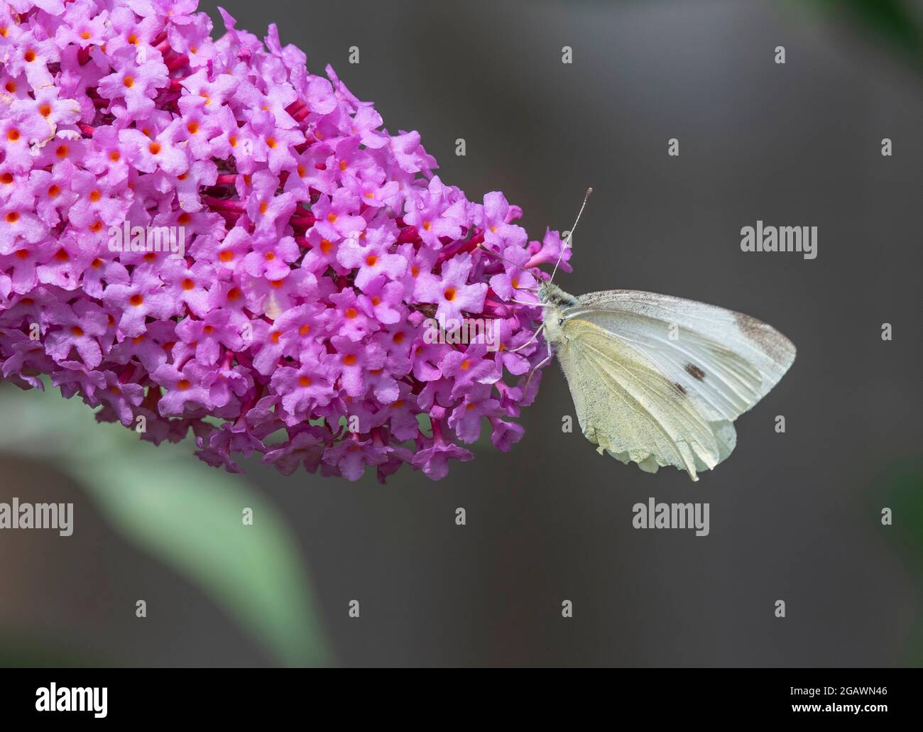 Wimbledon, London, UK. 1 August 2021. Insects attracted to a Buddleia ...