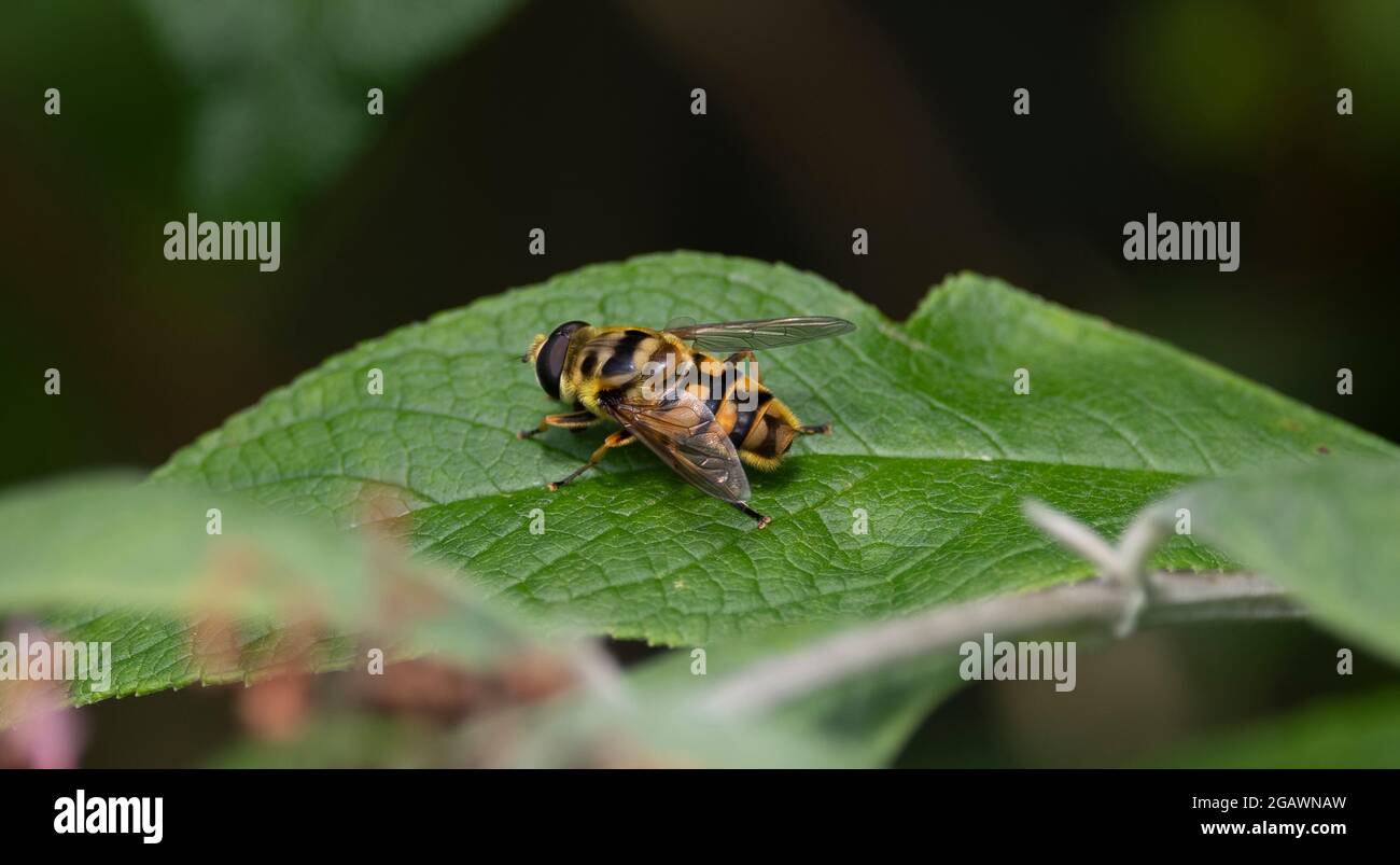 Wimbledon, London, UK. 1 August 2021. Insects attracted to a Buddleia ...