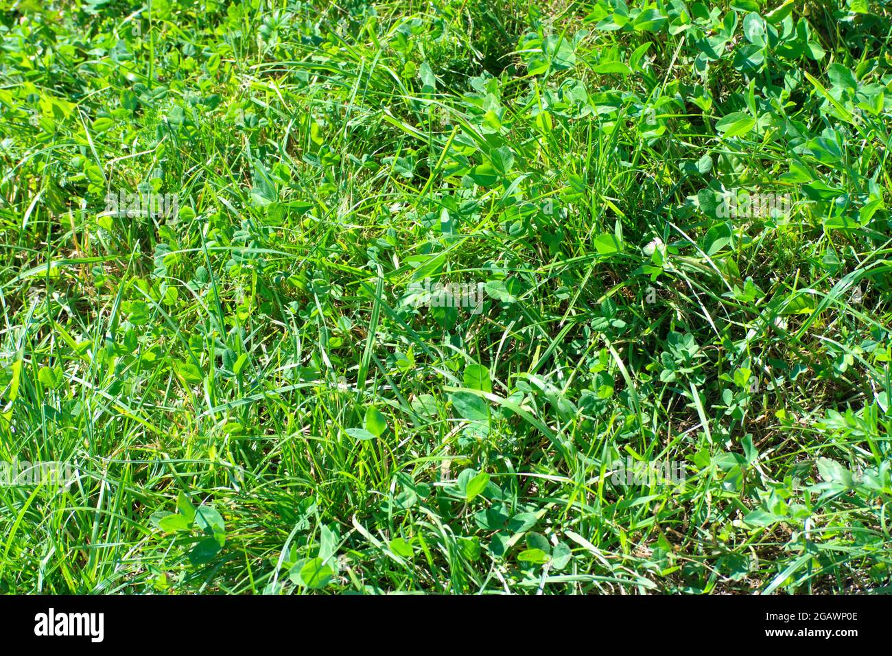 green clover grass at dry sunny summer day Stock Photo - Alamy