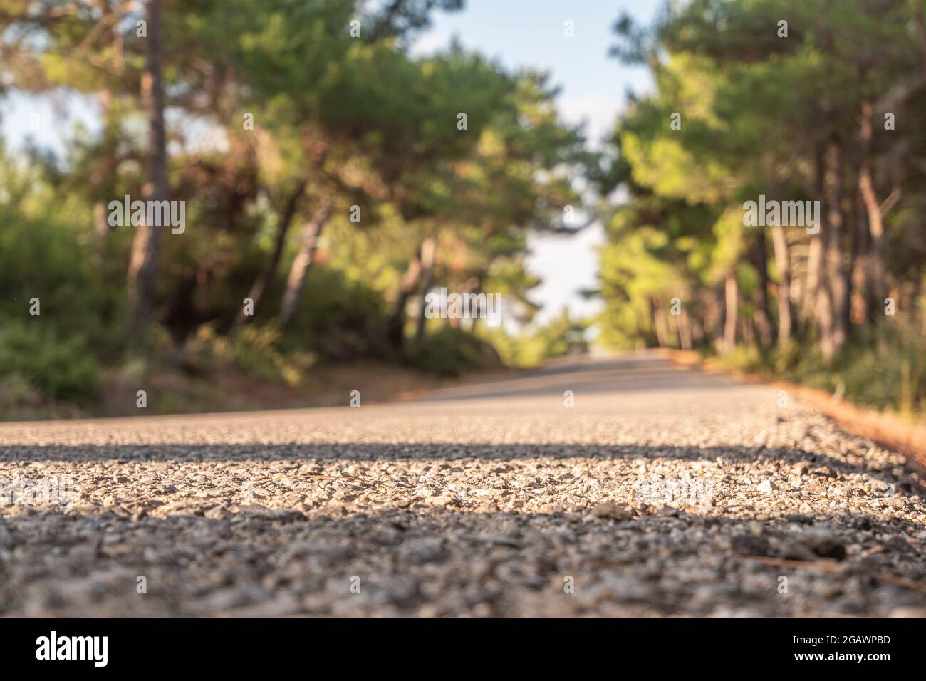 forest road with sun shine in the morning Stock Photo - Alamy