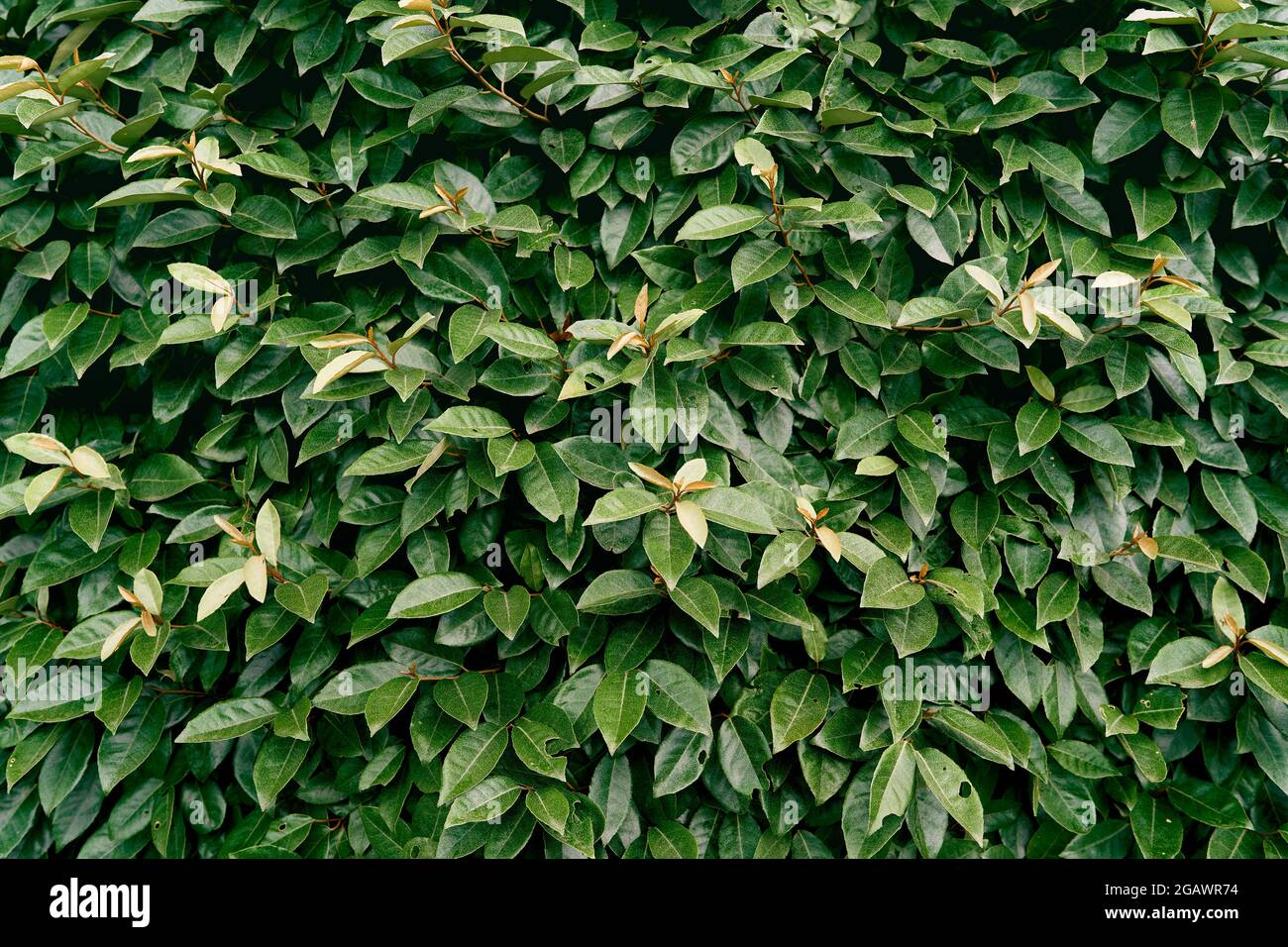 Large green leaves on a magnolia bush Stock Photo - Alamy