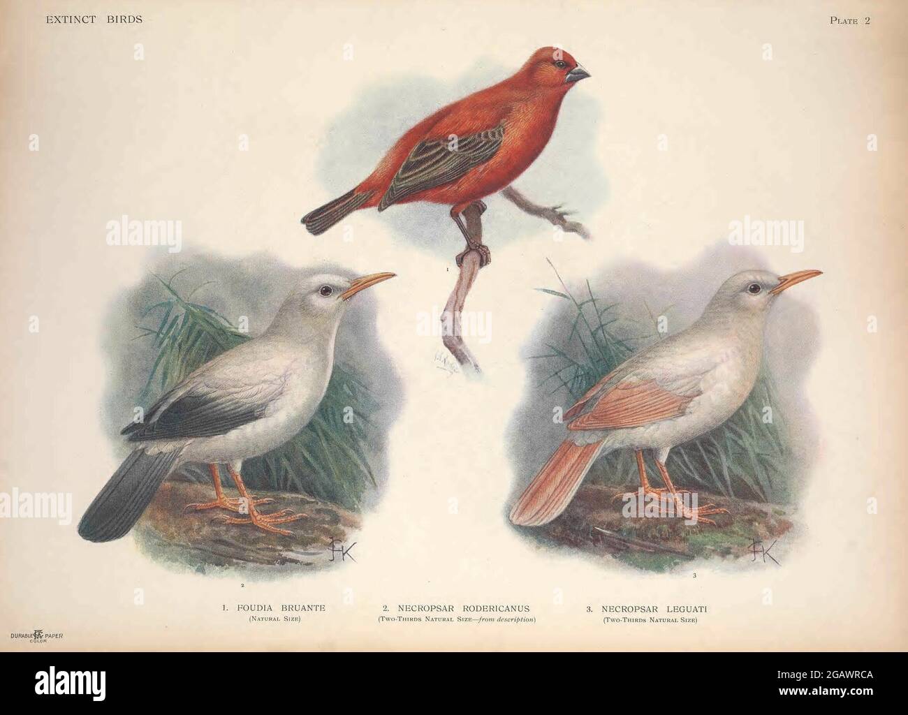 Extinct animal chart hi-res stock photography and images - Alamy