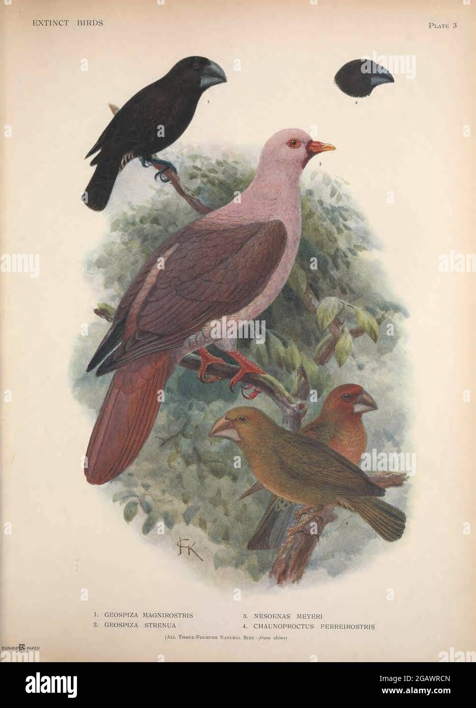 Extinct animal chart hi-res stock photography and images - Alamy