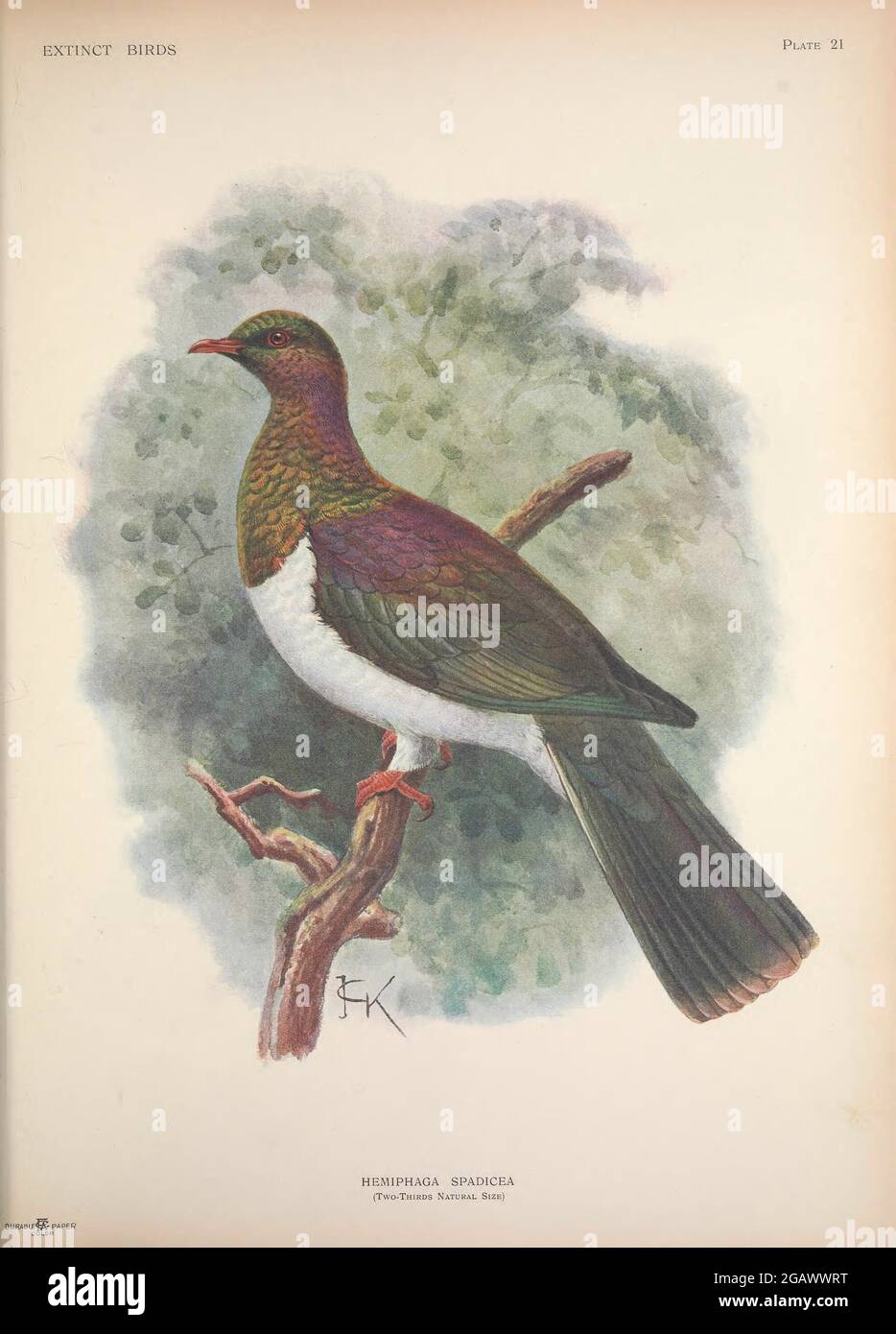 Extinct animal chart hi-res stock photography and images - Alamy