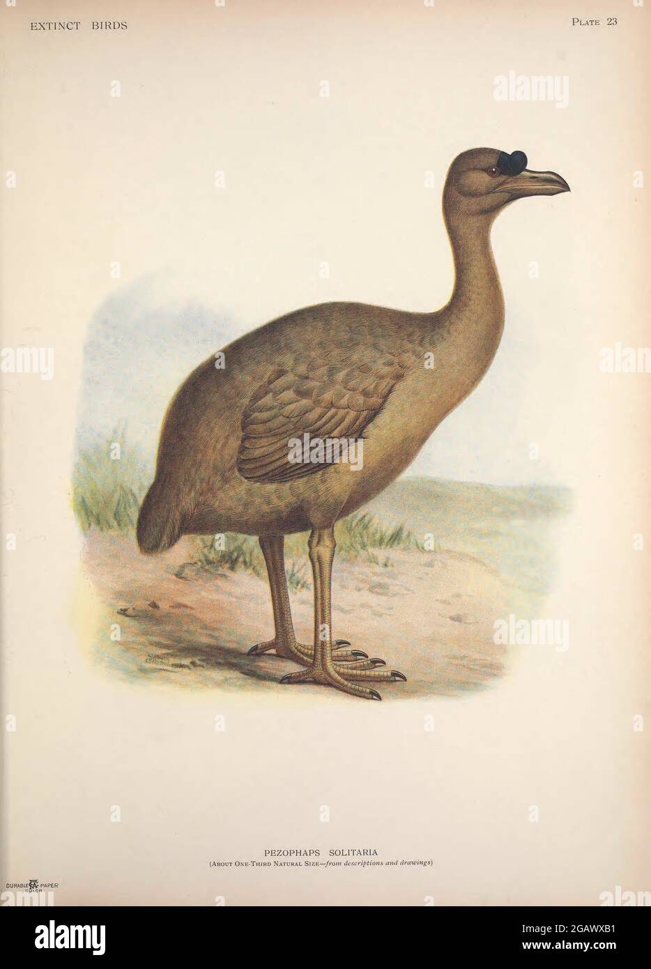 Extinct animal chart hi-res stock photography and images - Alamy