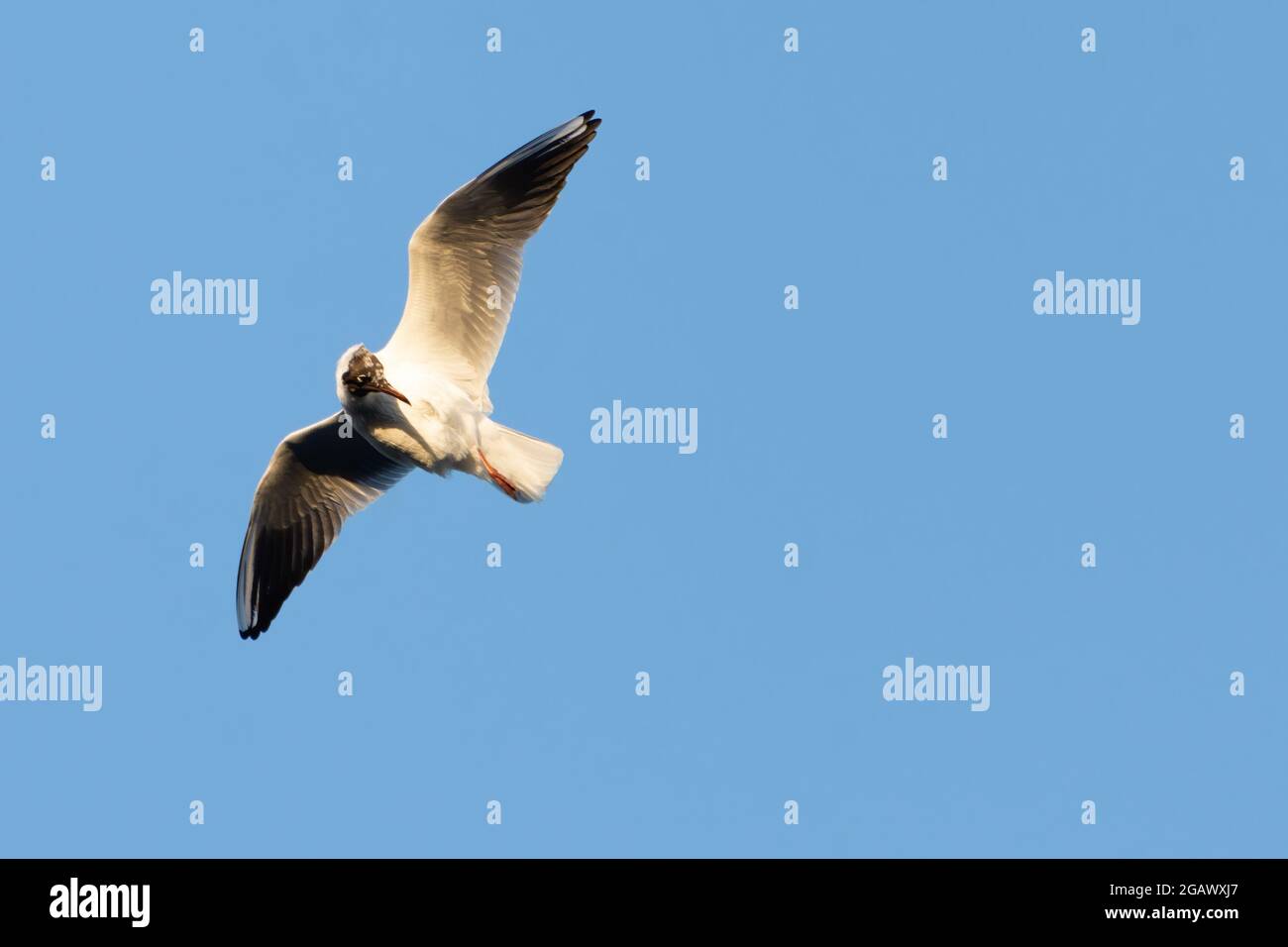 Black Headed Gull ("Seagull") in flight against blue sky looking back ...