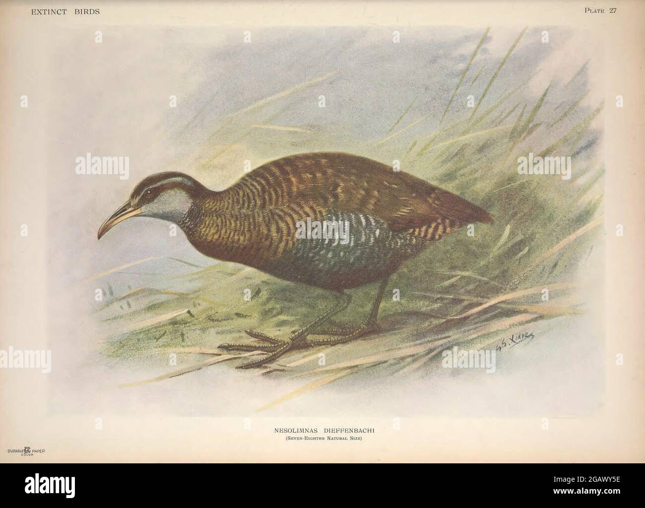 Extinct animal chart hi-res stock photography and images - Alamy