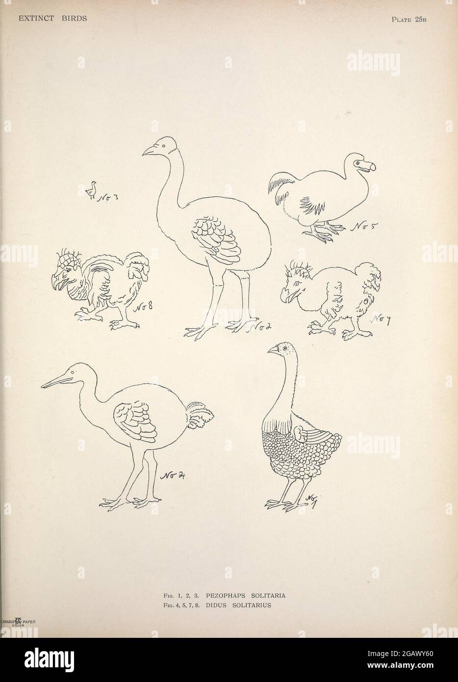 Extinct animal chart hi-res stock photography and images - Alamy