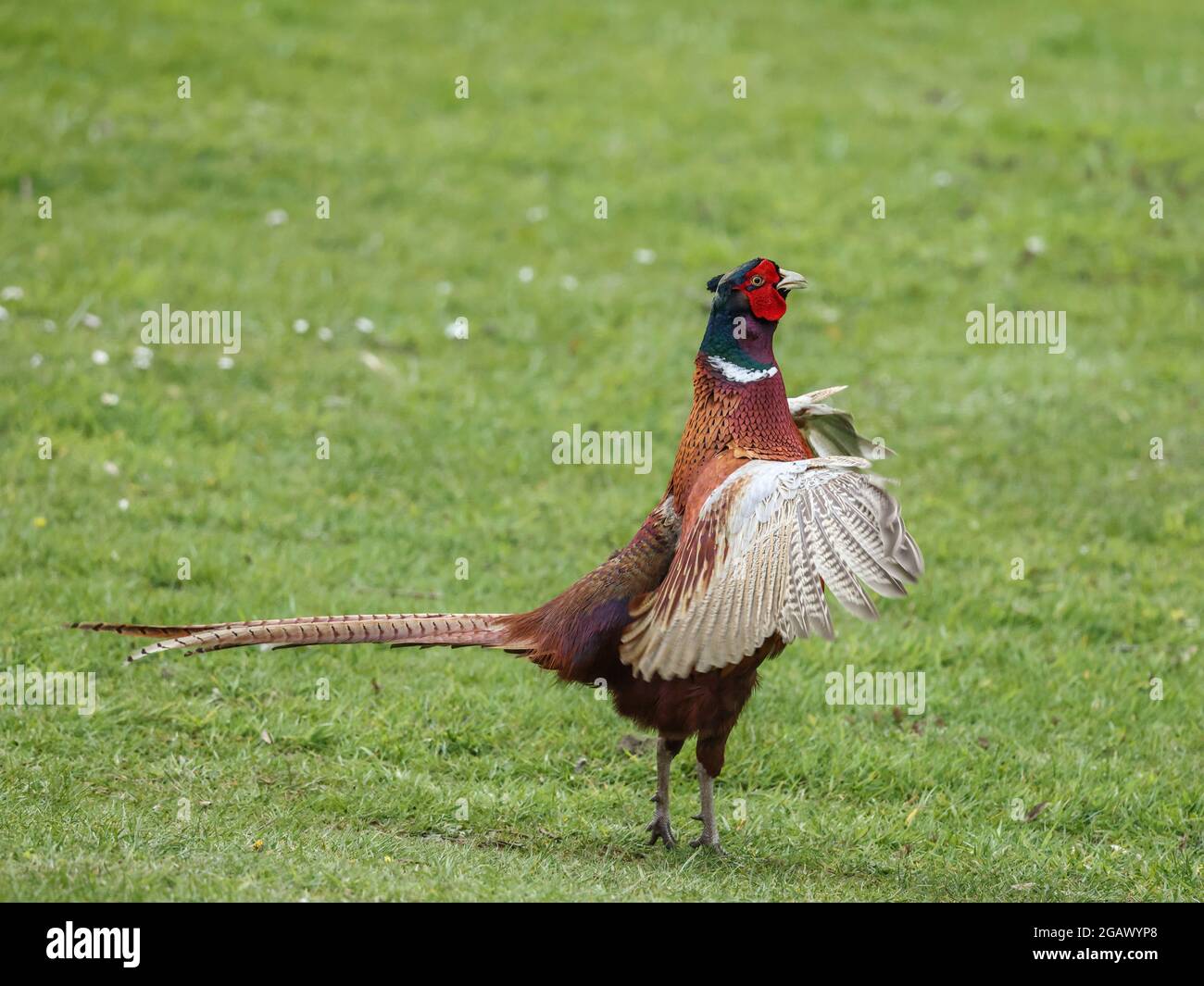 Cock pheasant crowing and flapping wings - Phasianus colchicus - taken ...