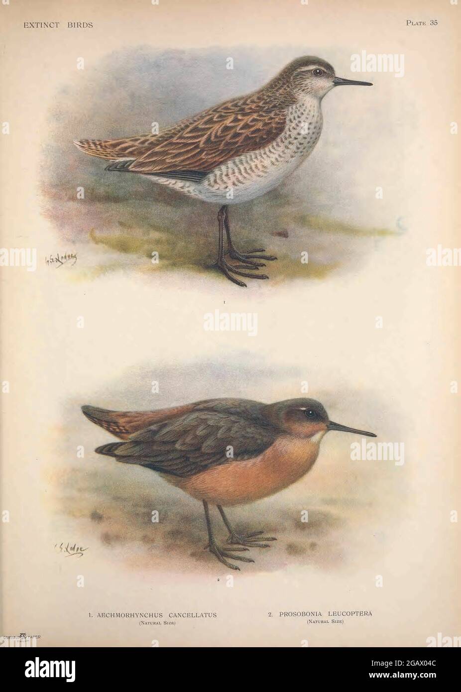 Extinct animal chart hi-res stock photography and images - Alamy