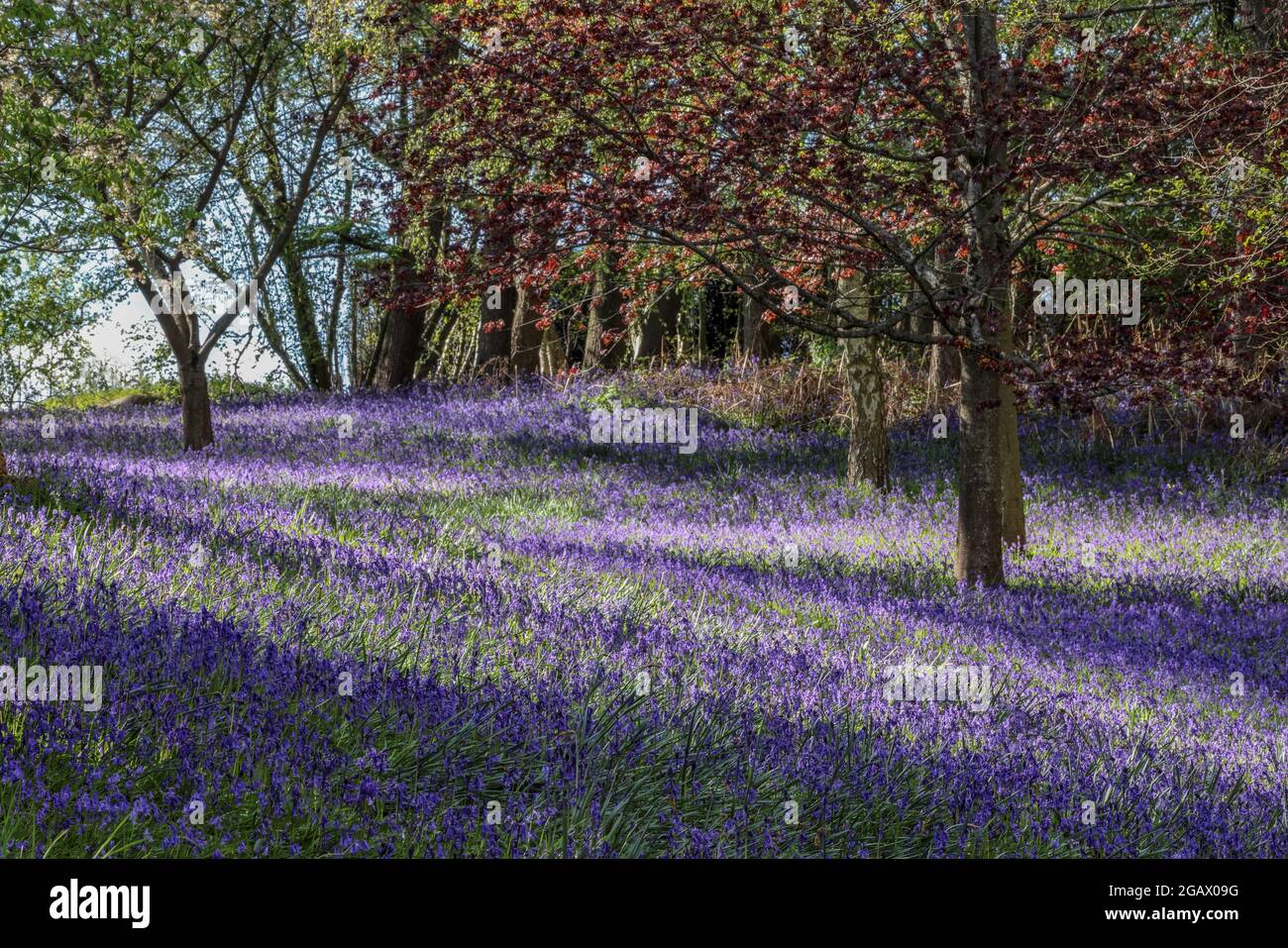 Bluebell woods in Berkshire, England - Hyacinthoides non-scripta ...