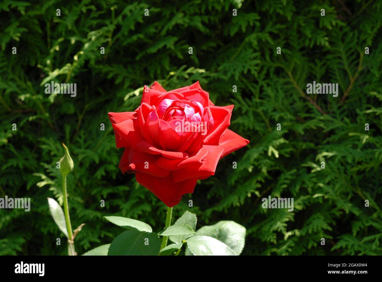 Red roses, rosa, bush roses, blossom red roses, bush roses Stock Photo ...