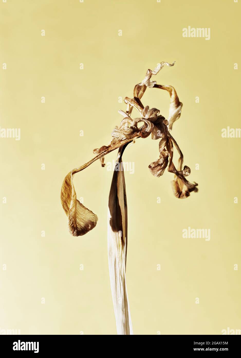 Yellow dried iris flowers on yellow background Stock Photo - Alamy