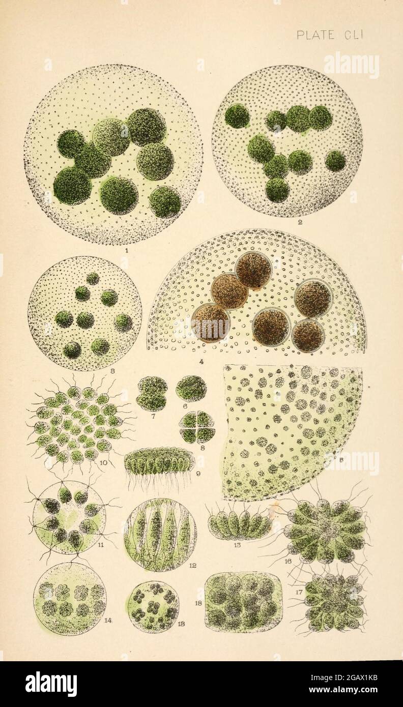 Phytoplankton ocean microscope hi-res stock photography and images - Alamy