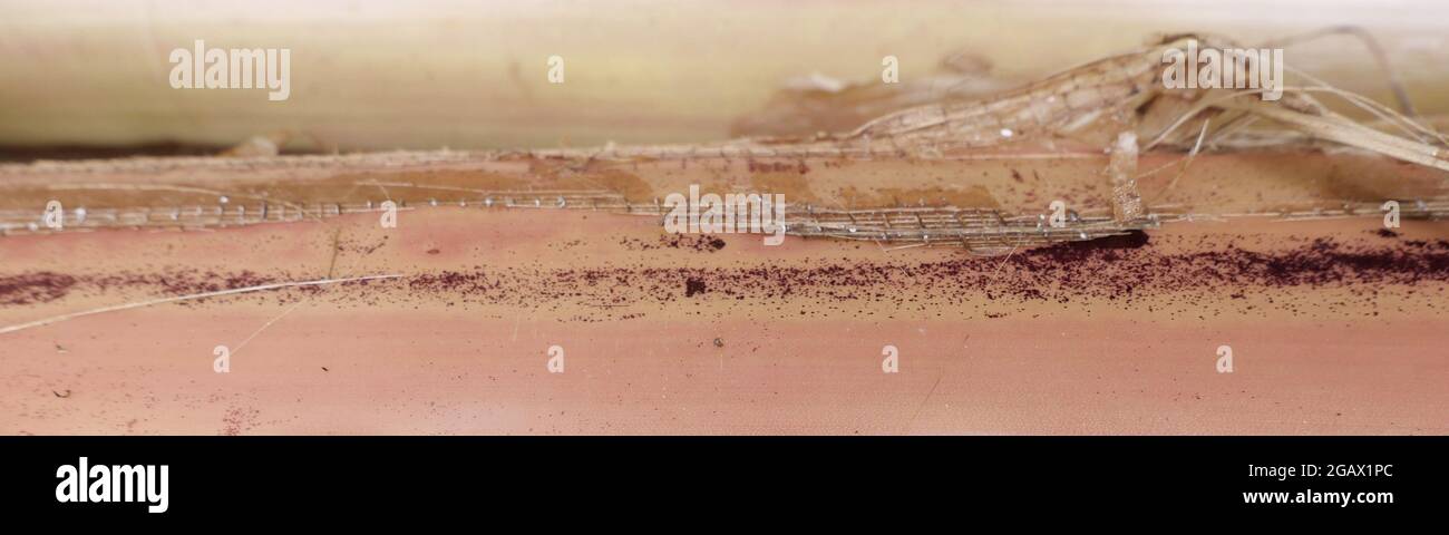 Close up image of interior of banana tree showing fibre and cells Stock ...