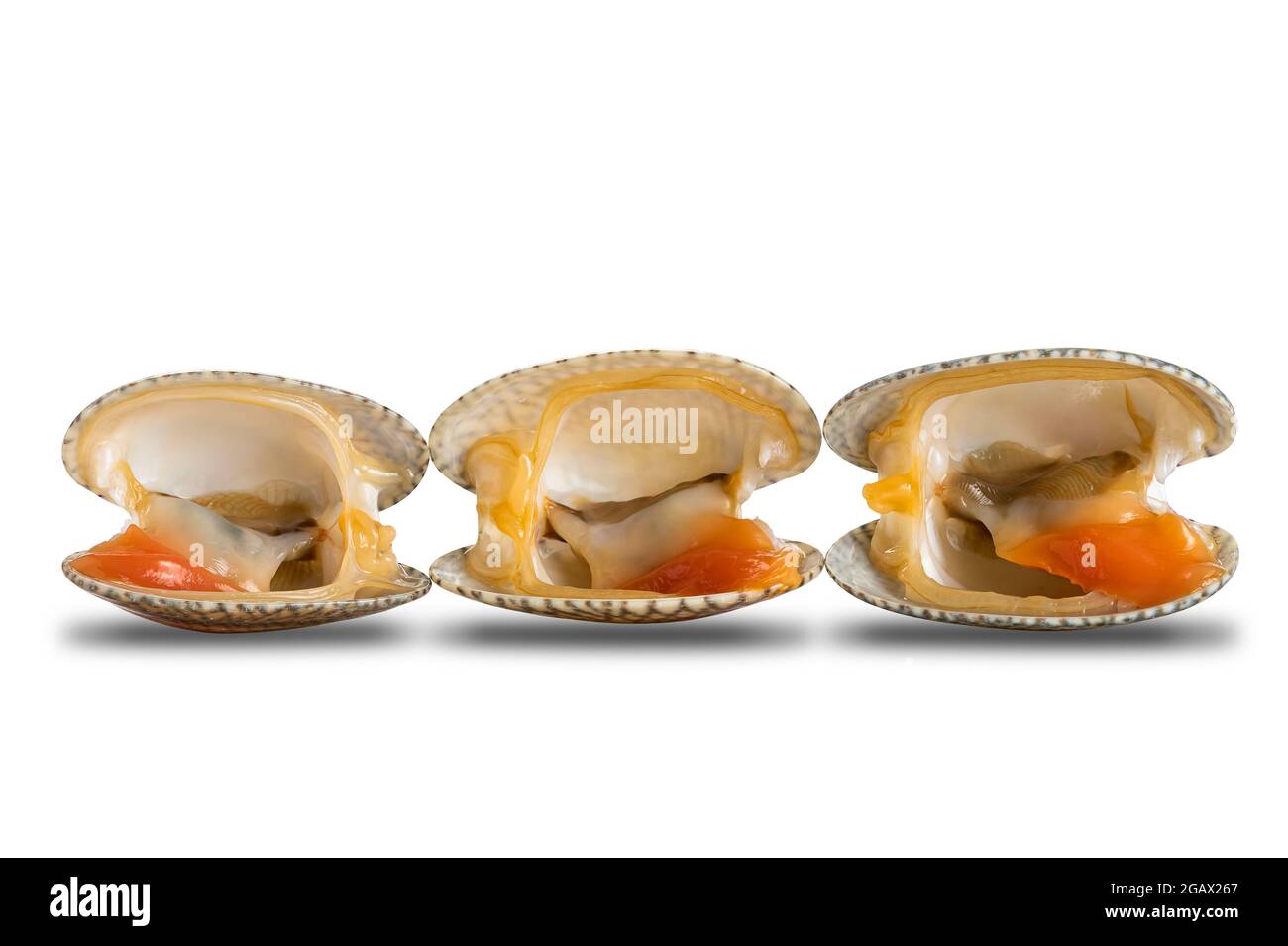 Row of opened clams, baby clams, carpet clams, short neck clams on ...