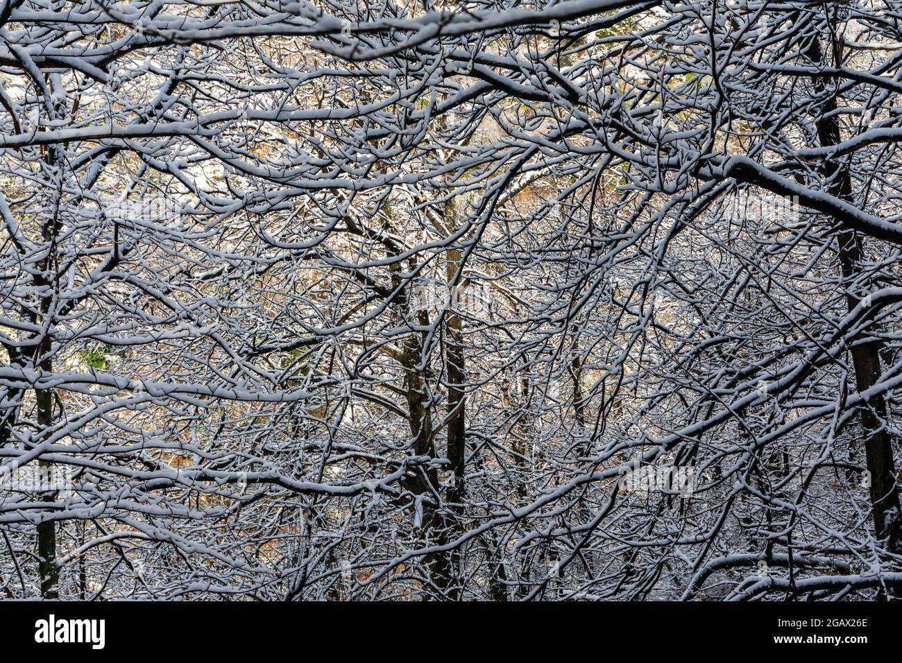 Branches tree covered frost hi-res stock photography and images - Alamy