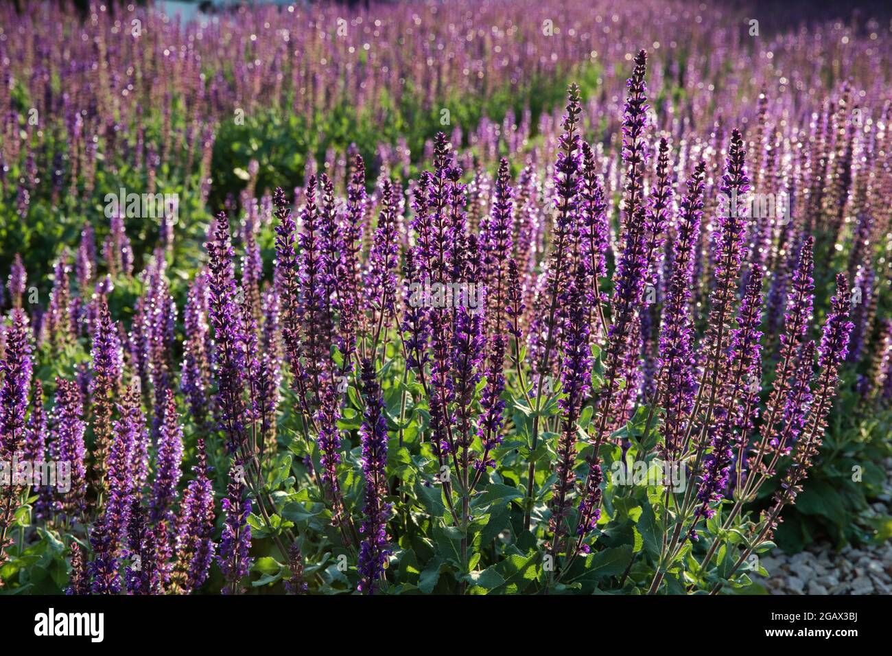 Sage field, Park Galitskogo, Krasnodr, Russia Stock Photo - Alamy