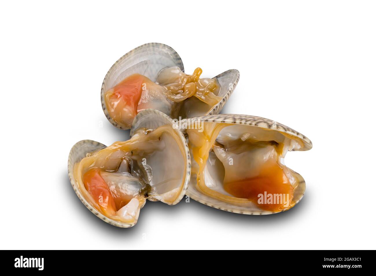 Uncooked opened clams, baby clams, carpet clams, short neck clams on ...