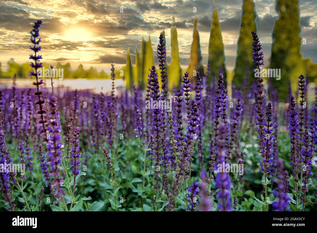 Sage field, Park Galitskogo, Krasnodr, Russia Stock Photo - Alamy