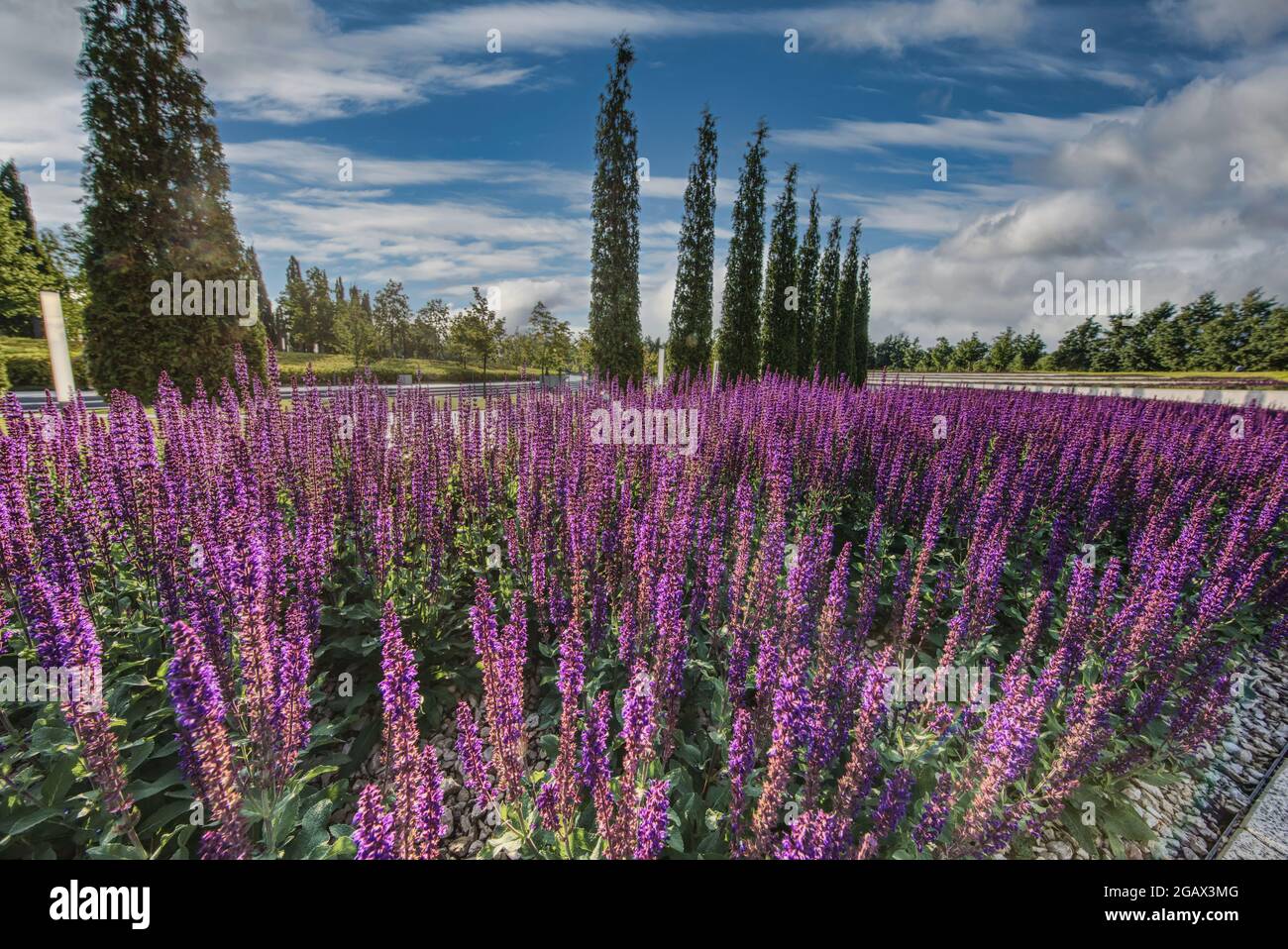 Sage field, Park Galitskogo, Krasnodr, Russia Stock Photo - Alamy