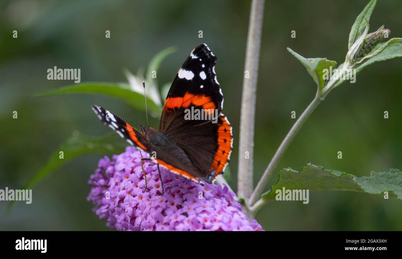Wimbledon, London, UK. 1 August 2021. Insects attracted to nectar on a ...