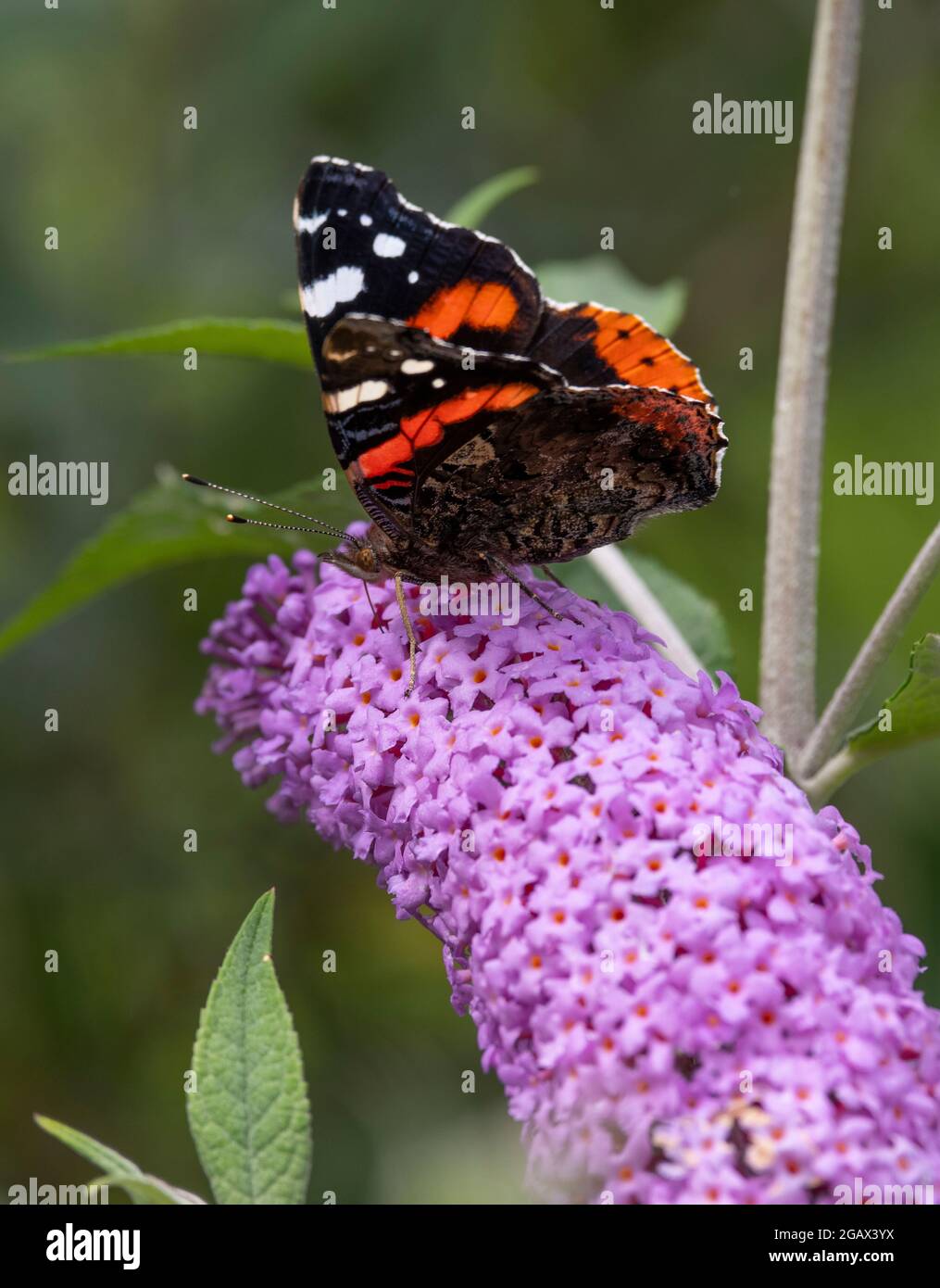 Wimbledon, London, UK. 1 August 2021. Insects attracted to nectar on a ...