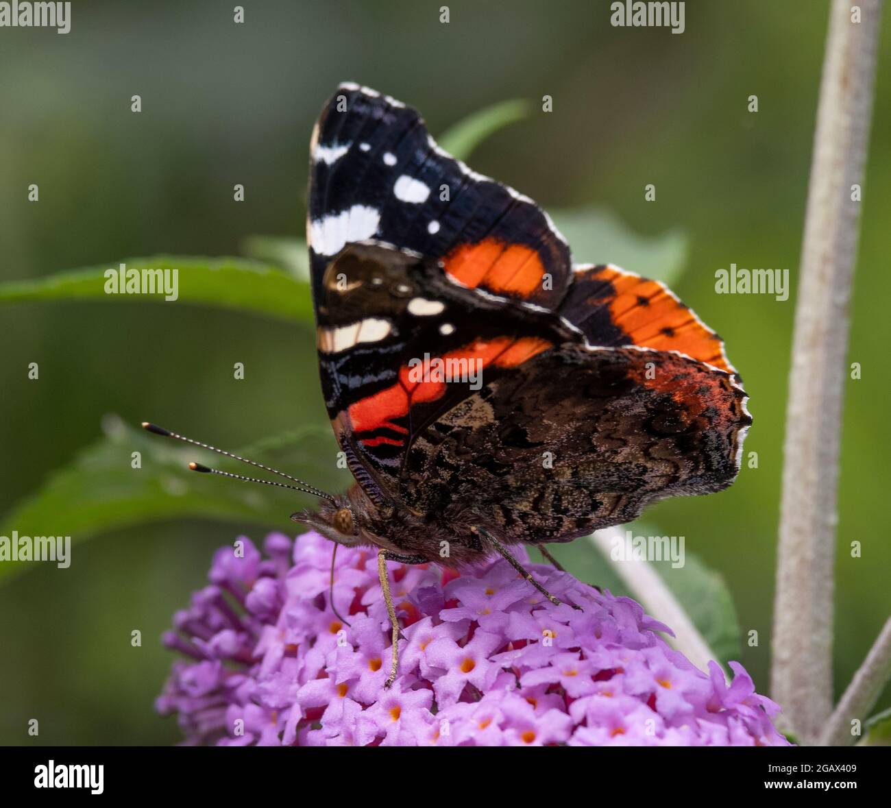 Wimbledon, London, UK. 1 August 2021. Insects attracted to nectar on a ...