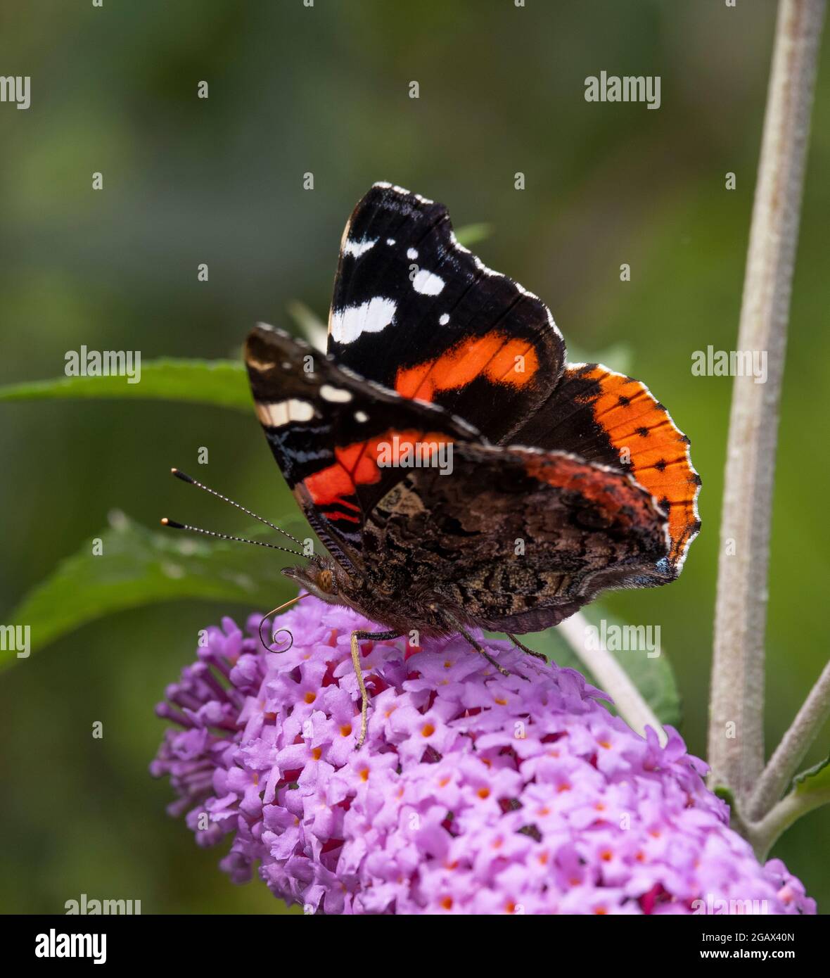 Wimbledon, London, UK. 1 August 2021. Insects attracted to nectar on a ...