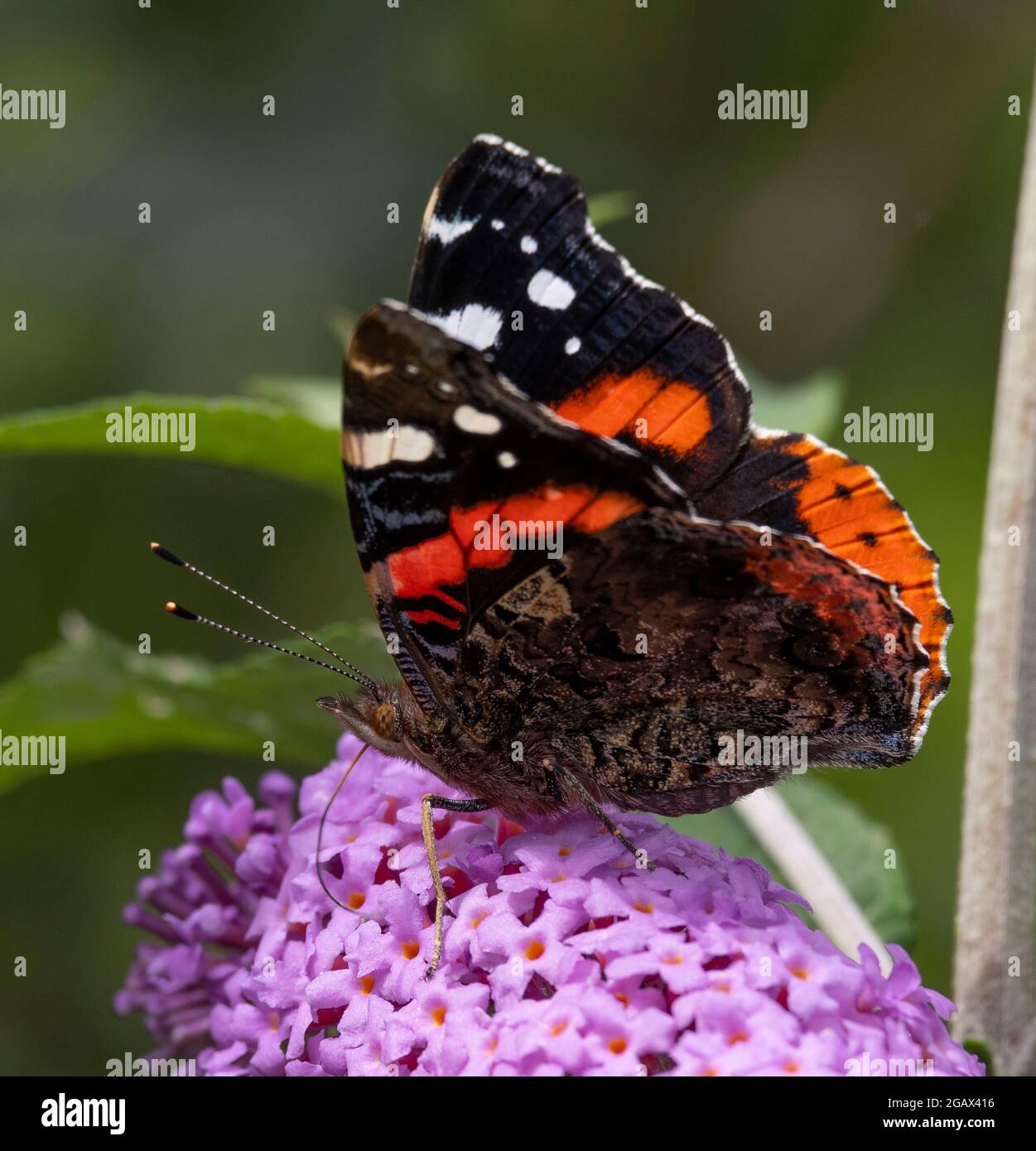 Wimbledon, London, UK. 1 August 2021. Insects attracted to nectar on a ...