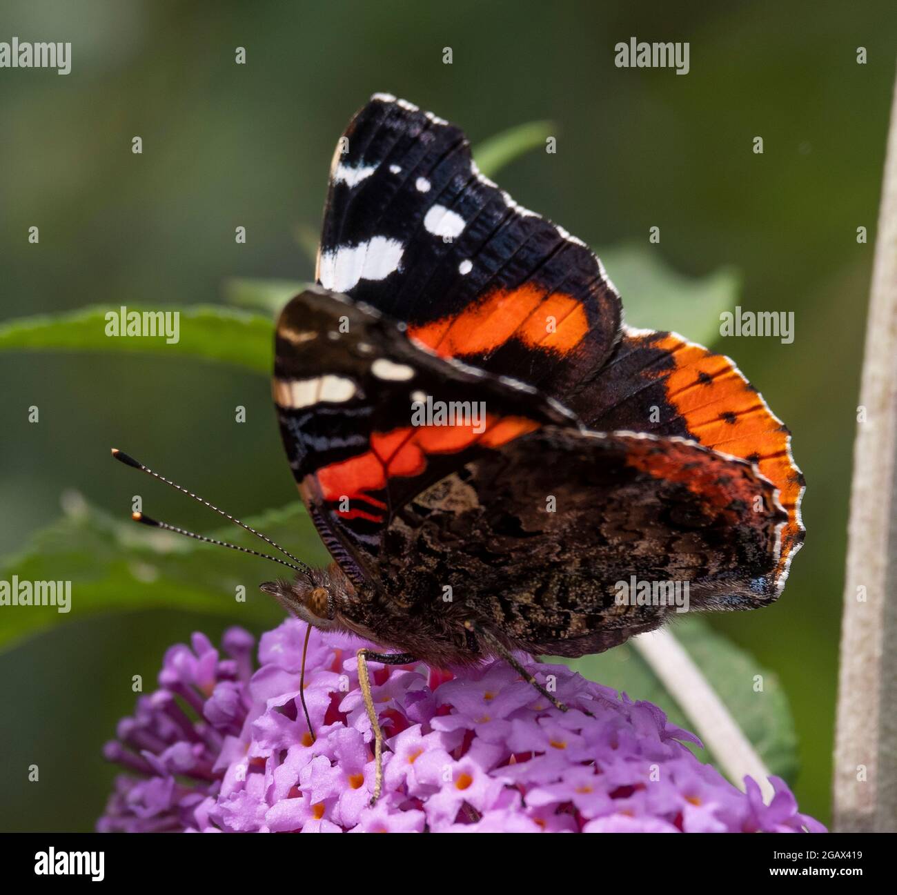 Wimbledon, London, UK. 1 August 2021. Insects attracted to nectar on a ...