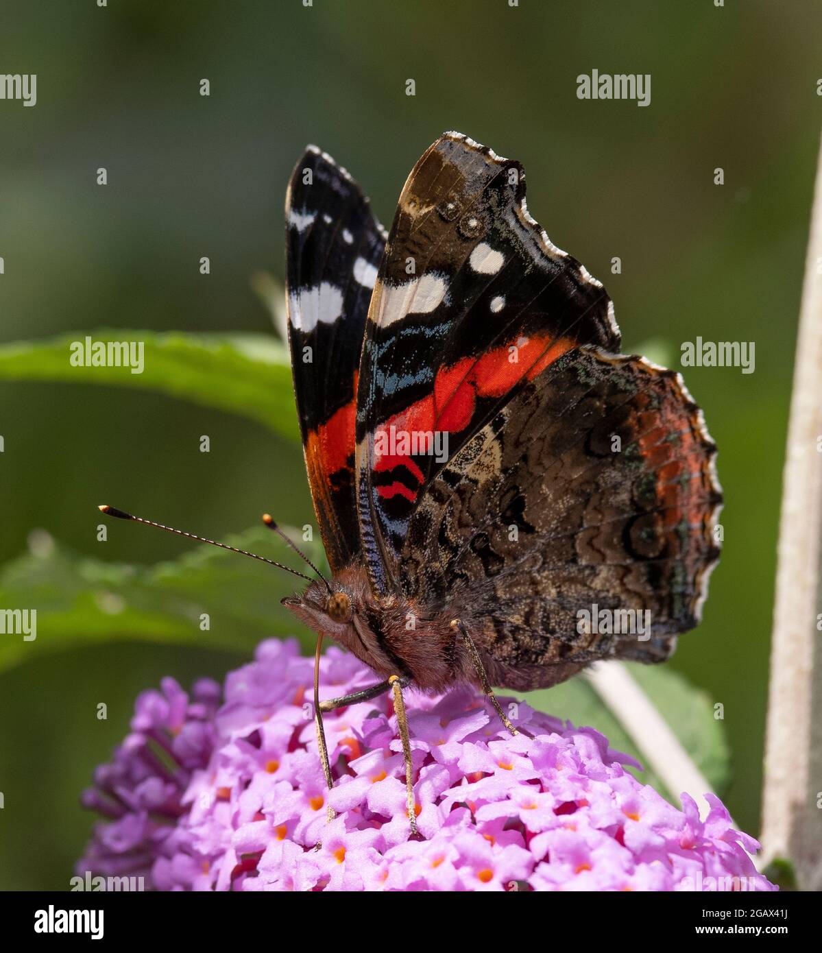 Wimbledon, London, UK. 1 August 2021. Insects attracted to nectar on a ...