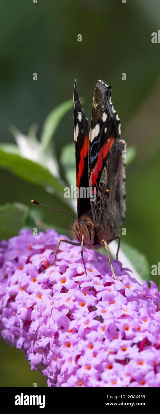 Wimbledon, London, UK. 1 August 2021. Insects attracted to nectar on a ...