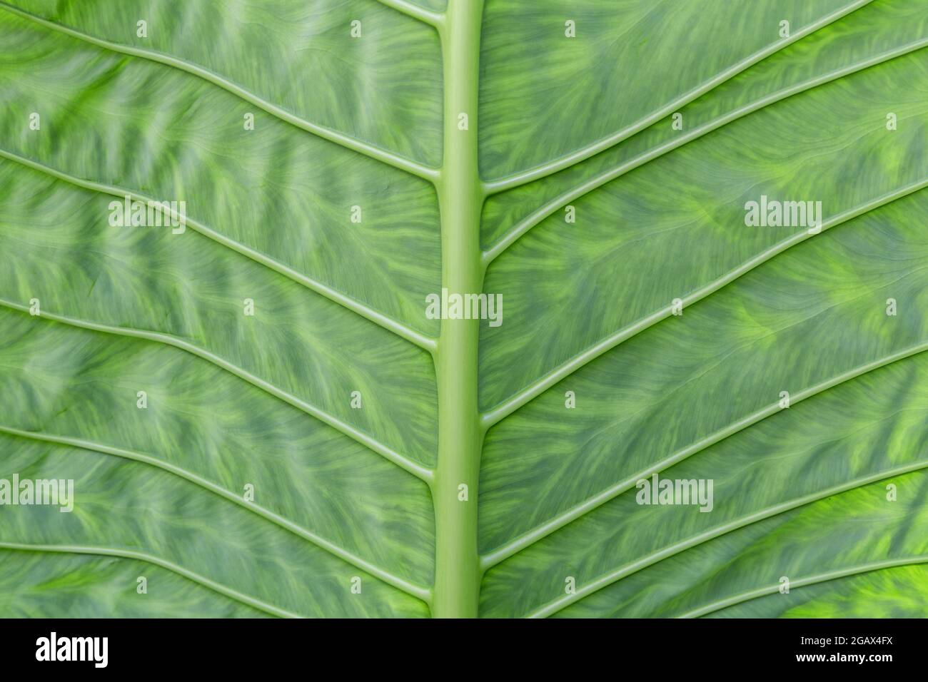 background texture green leaf structure macro photograp Stock Photo - Alamy
