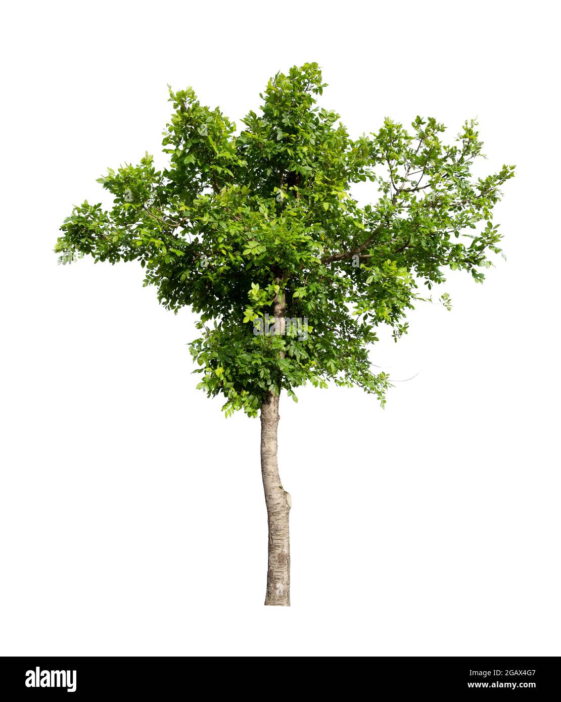 The freshness big green tree isolated on white background Stock Photo ...
