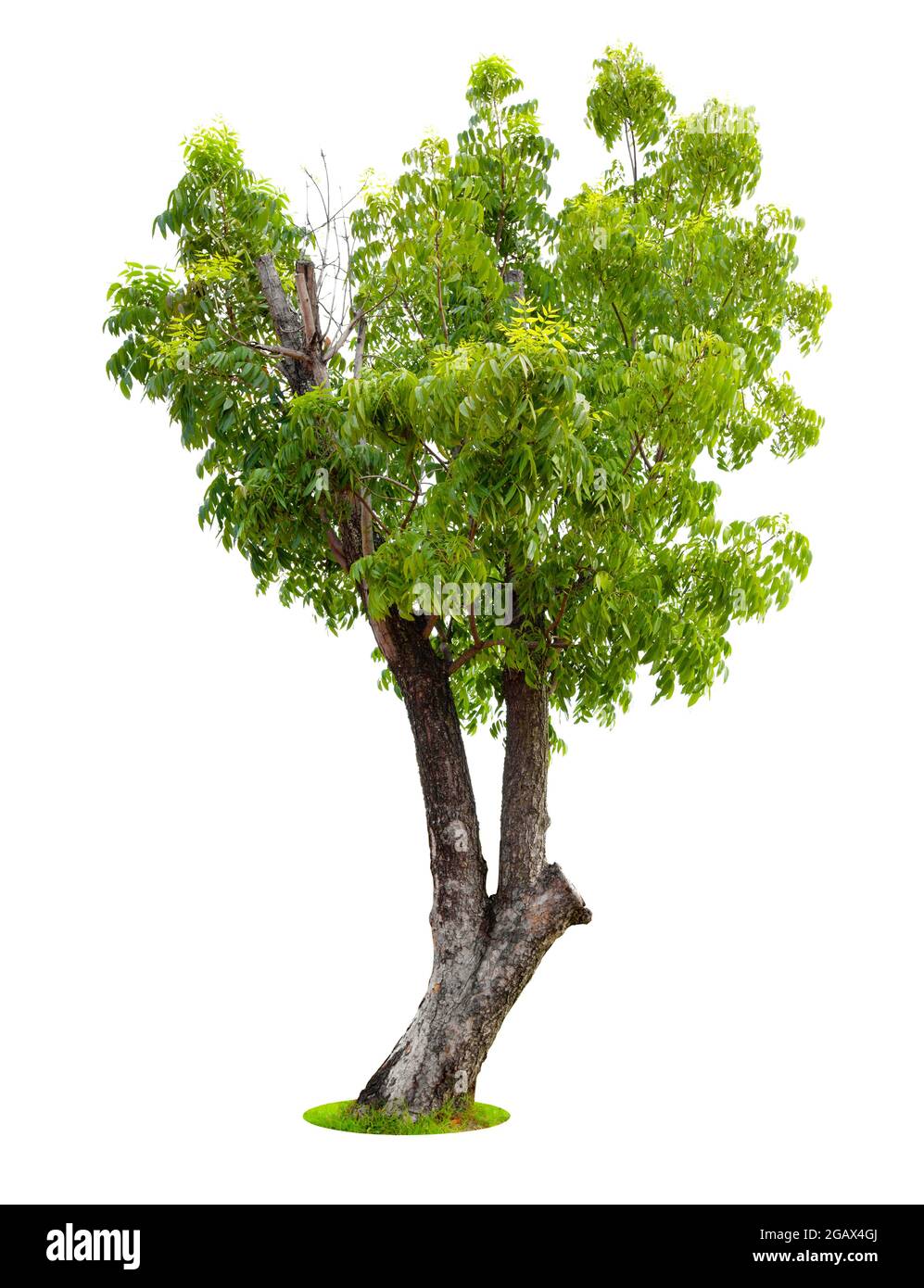 The freshness big green tree isolated on white background Stock Photo ...