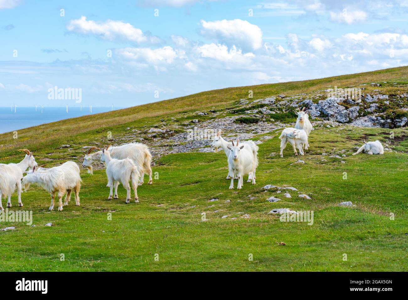 Welsh hill goats hi-res stock photography and images - Alamy