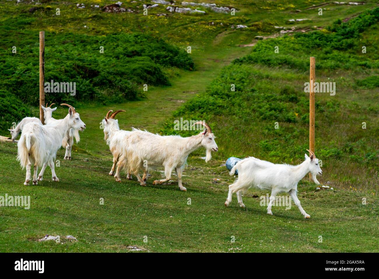 Welsh hill goats hi-res stock photography and images - Alamy