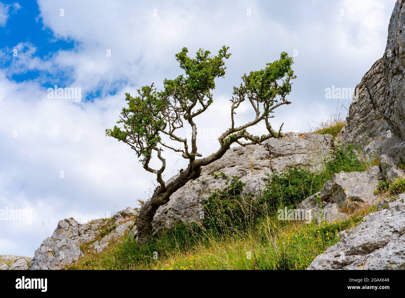 Orme tree hi-res stock photography and images - Alamy