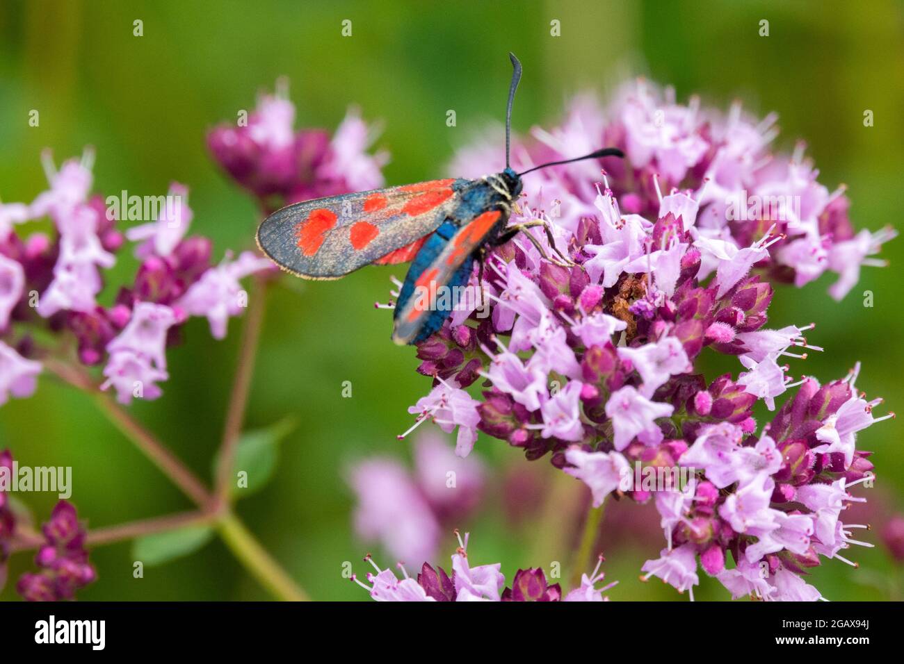 Six-spot Burnet moth (Zygaena transalpina) feeding moth on Wild ...