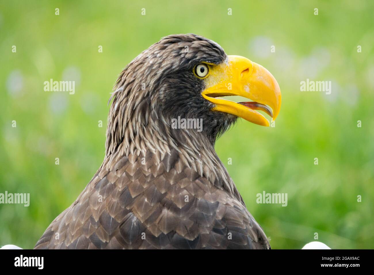Eagles beak hi-res stock photography and images - Alamy