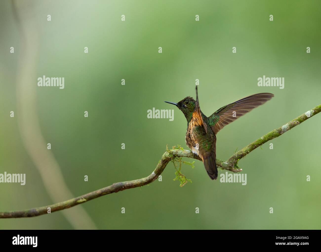 Buff tailed coronet hi-res stock photography and images - Alamy