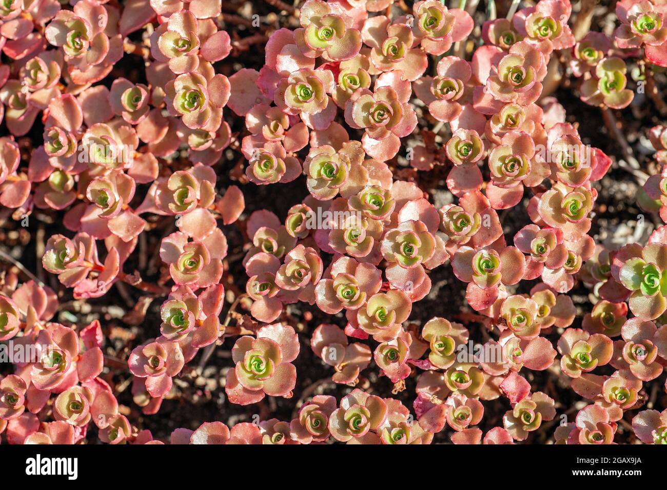 Close up of green and red sedum stone crop plants (crassula) growing in ...