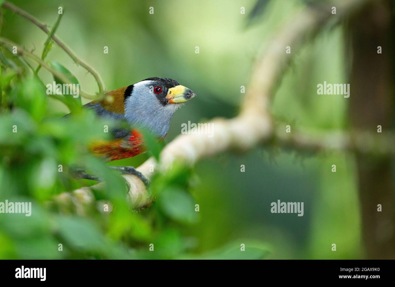 Toucan Barbet (Semnornis ramphastinus Stock Photo - Alamy