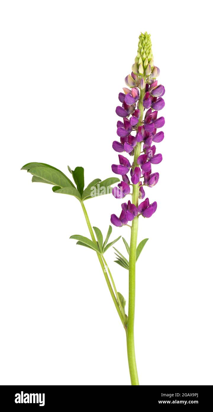 Purple lupine flower isolated on white background. Lupinus or Wolf bean ...