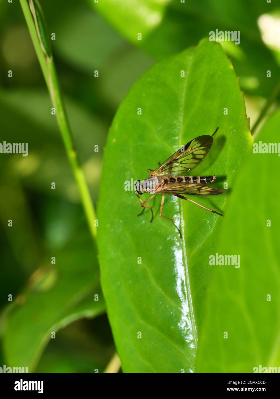 predator fly on green leave Stock Photo - Alamy