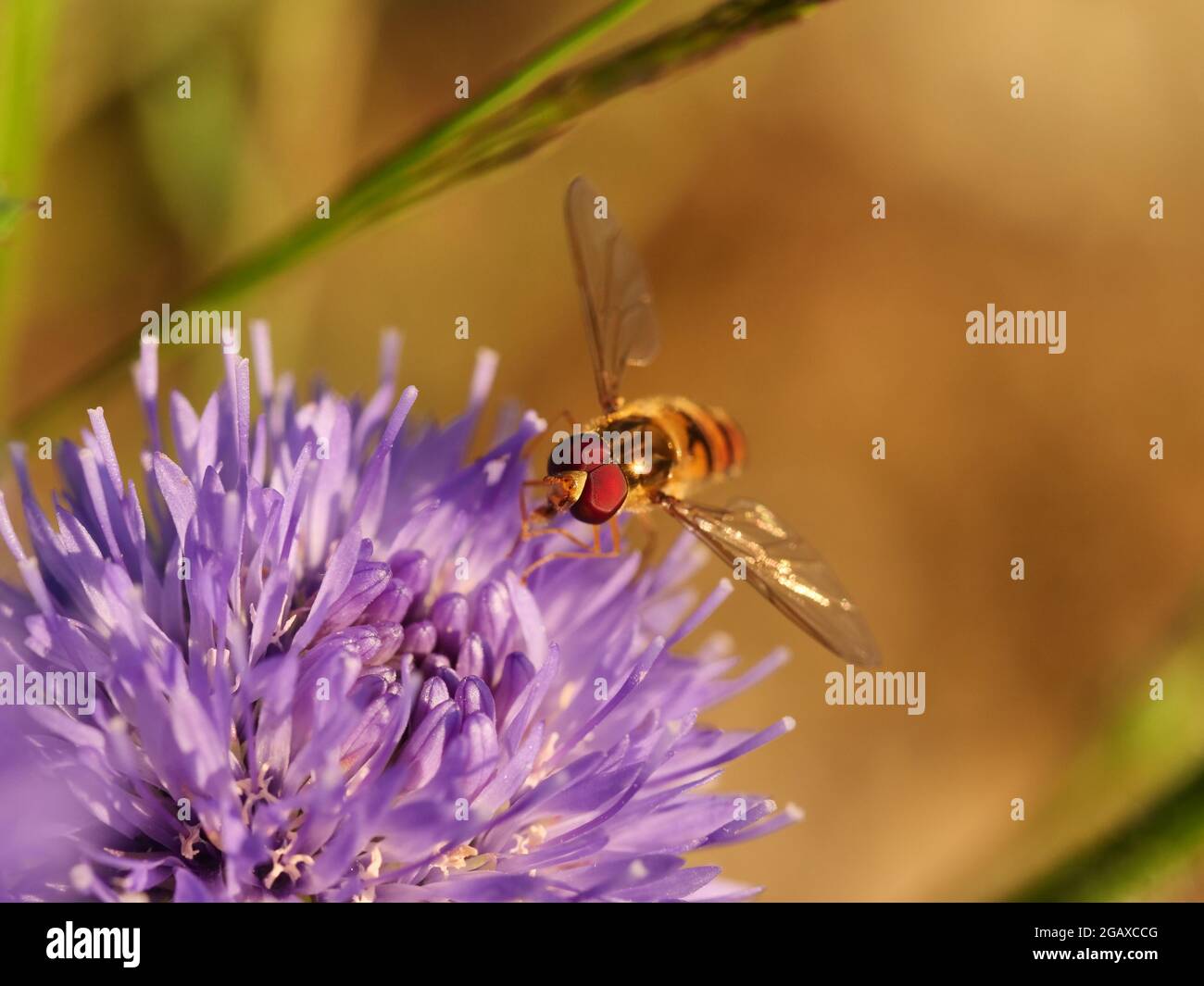 hover fly on lila flower Stock Photo - Alamy