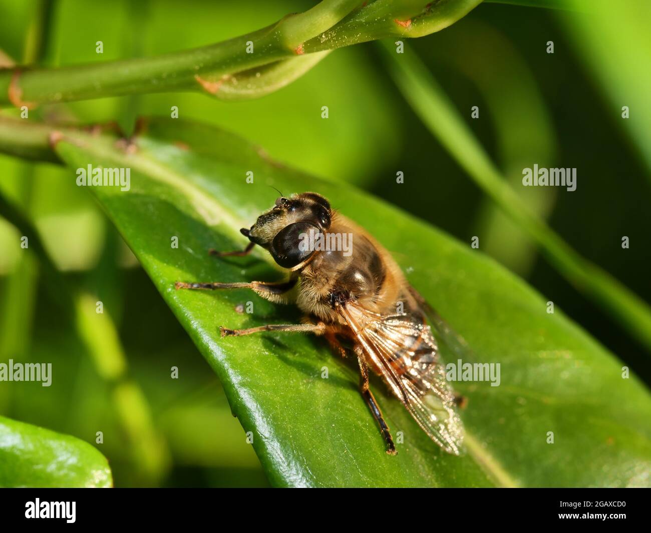 hover fly on leave Stock Photo - Alamy